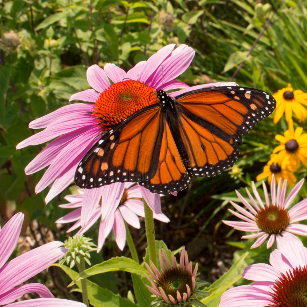 Butterflies and Beetles and Bees, Oh My!