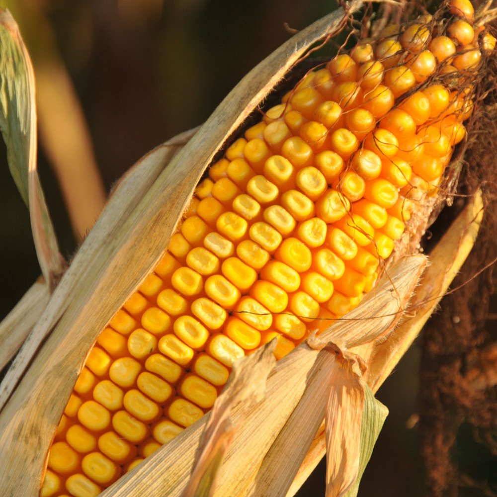 NCERC Submits Two Grant Proposals to BETO, Expanding Use of Corn as an ...