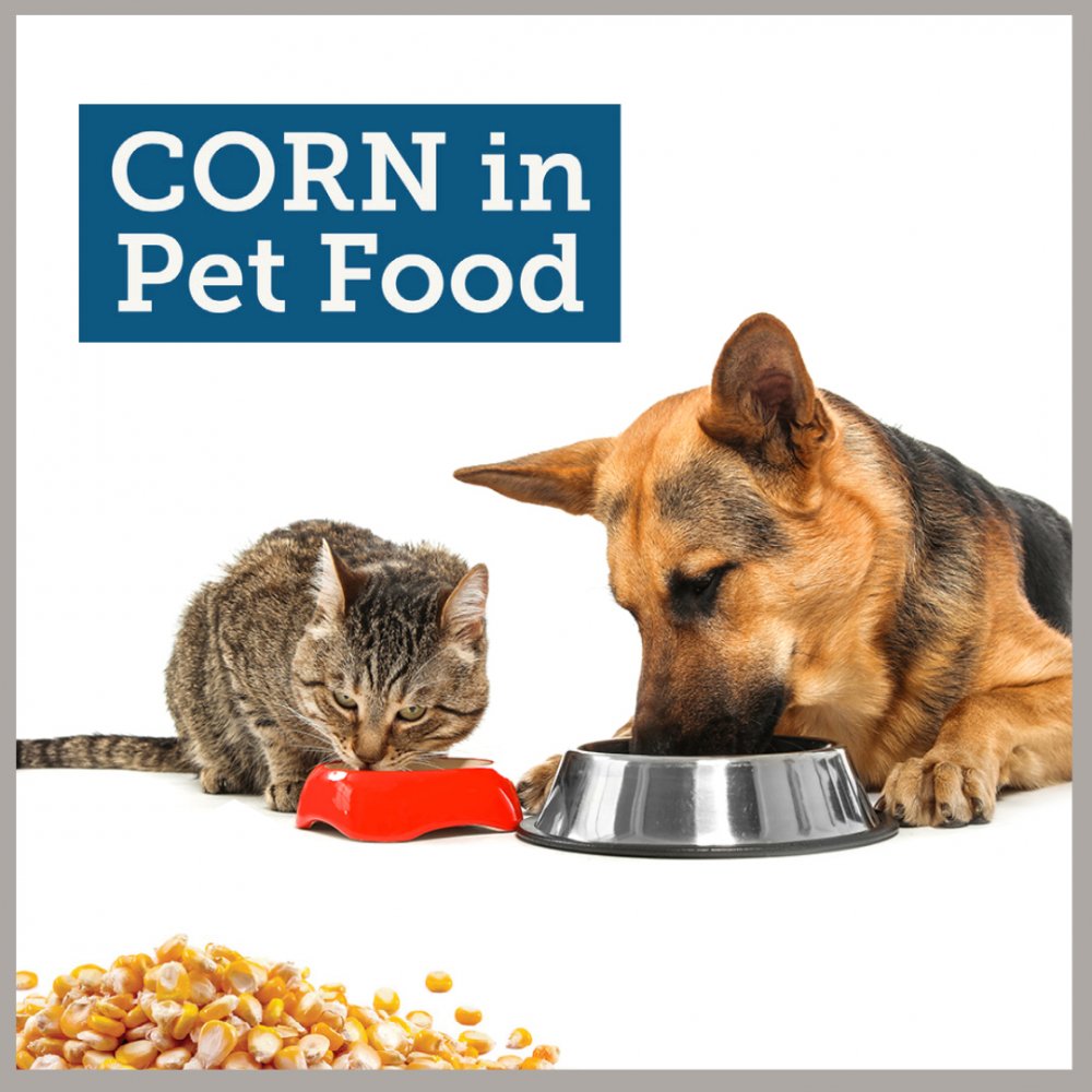 The Value of Corn in the Pet Food Industry