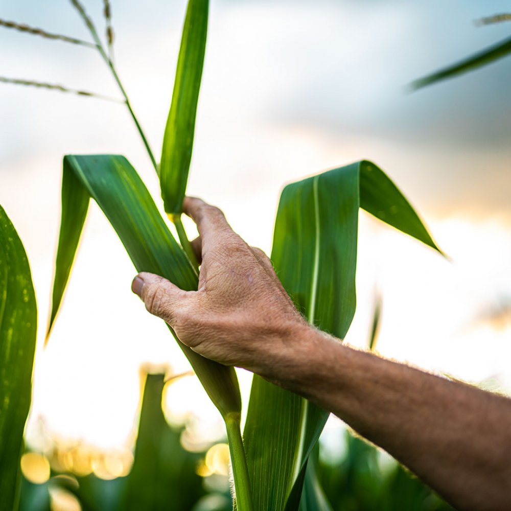 Agricultural Groups Call for End to Countervailing Duties on Phosphate ...