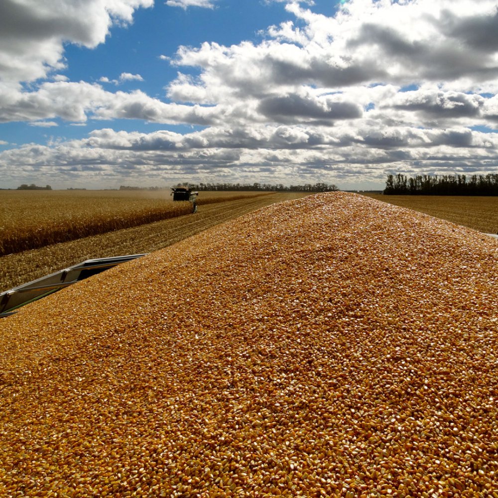 Corn Growers Urge USDA to Fund Research on Corn Grain, Not Just Stover