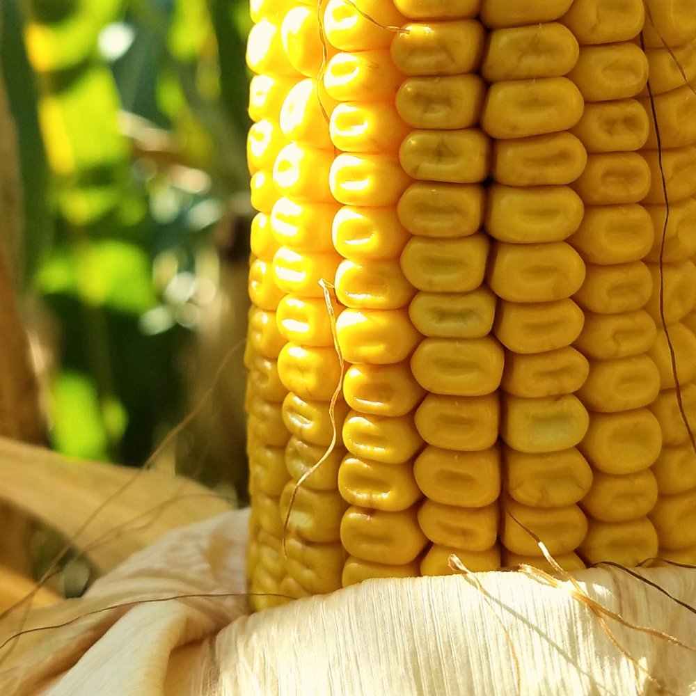 NCGA to Corn Growers: 2022 Census of Agriculture Due Next Week Feb. 6
