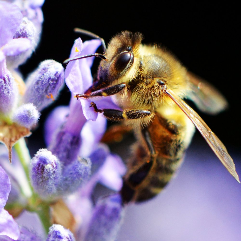 BeSure! with Stewardship BMPs