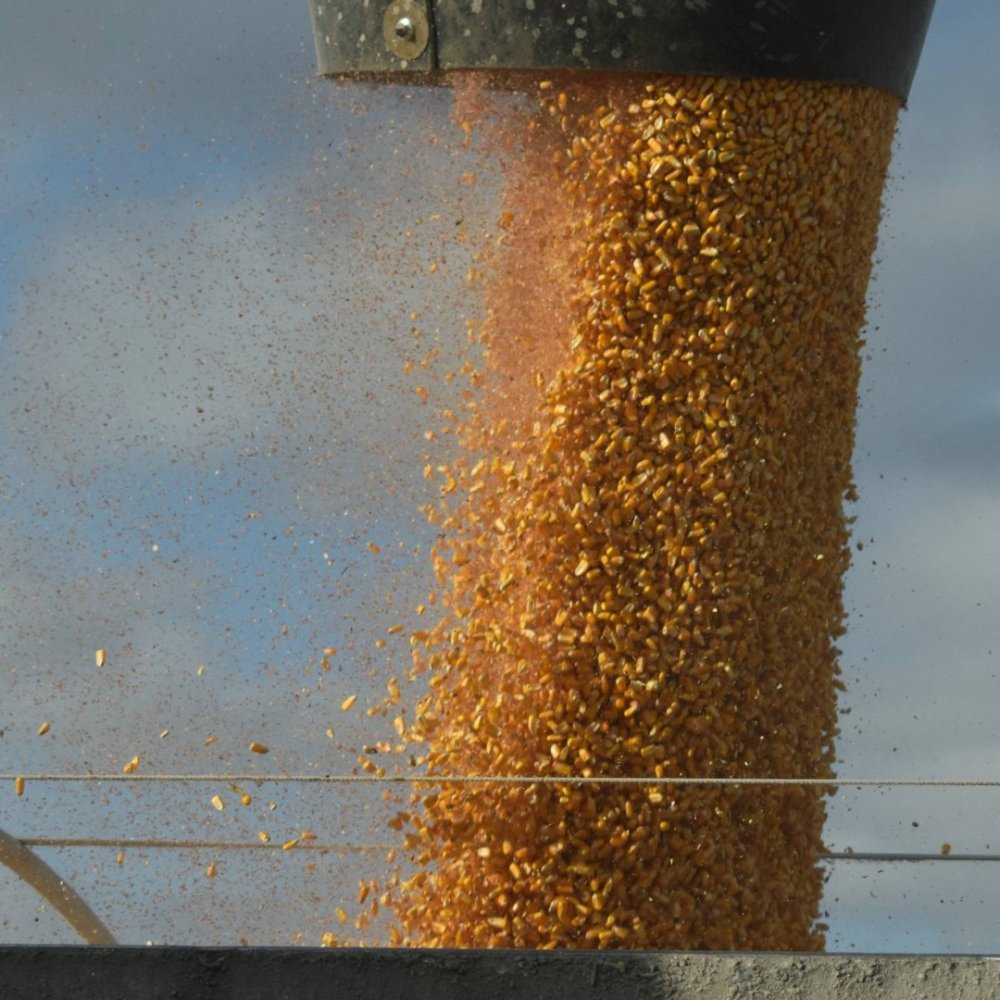 Breaking Down 5 Projections in the USDA 2024 Corn Outlook