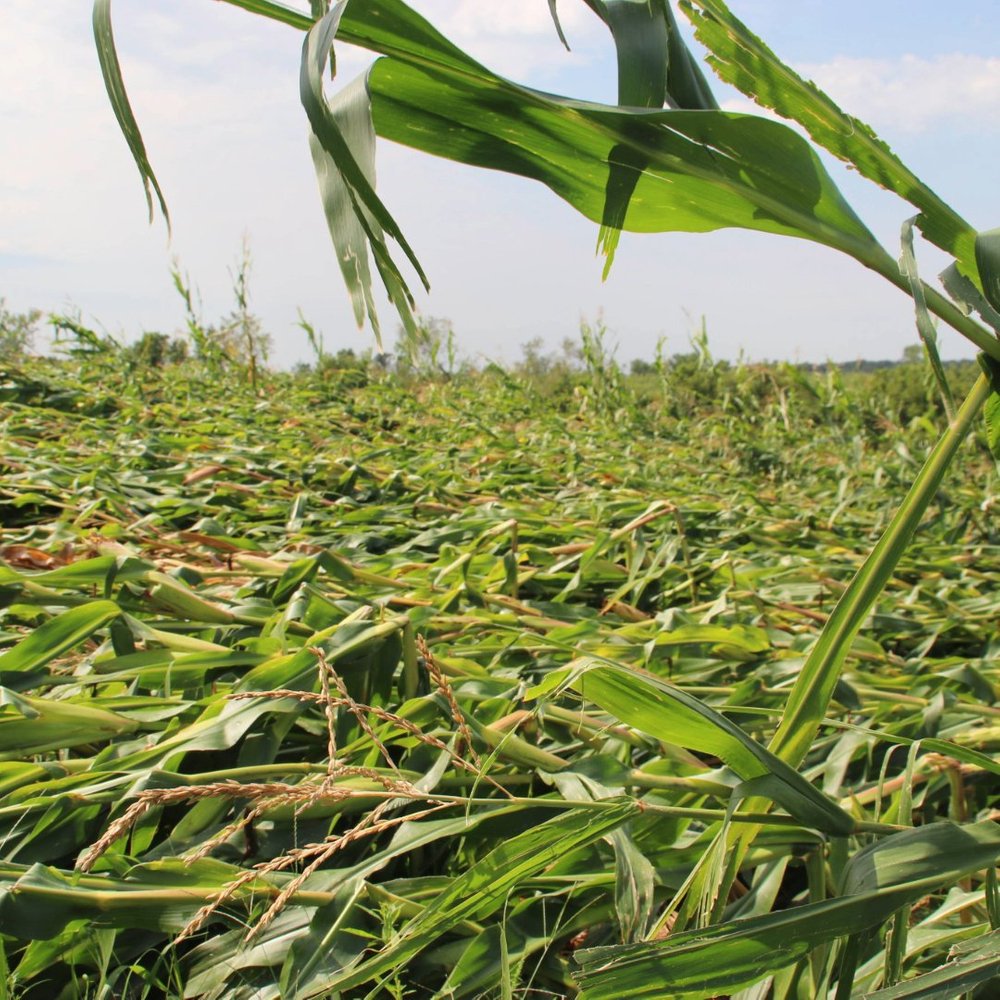 USDA Details Disaster Program for 2023 and 2024