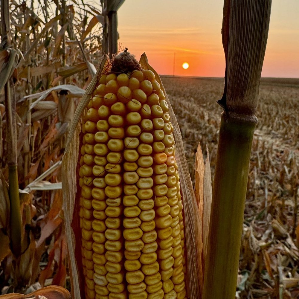 Corn Grows the American Economy