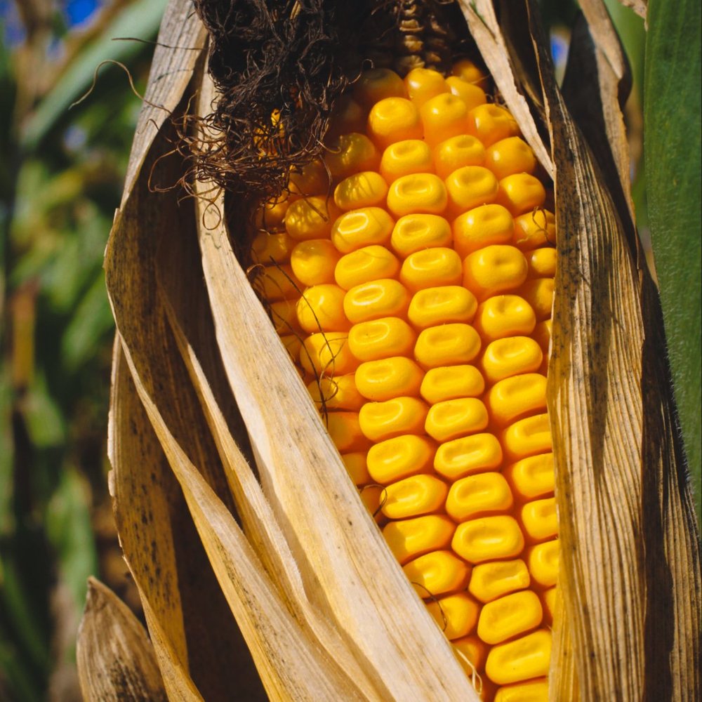 NCGA Expands National Mycotoxin Effort to Protect Corn Quality and ...