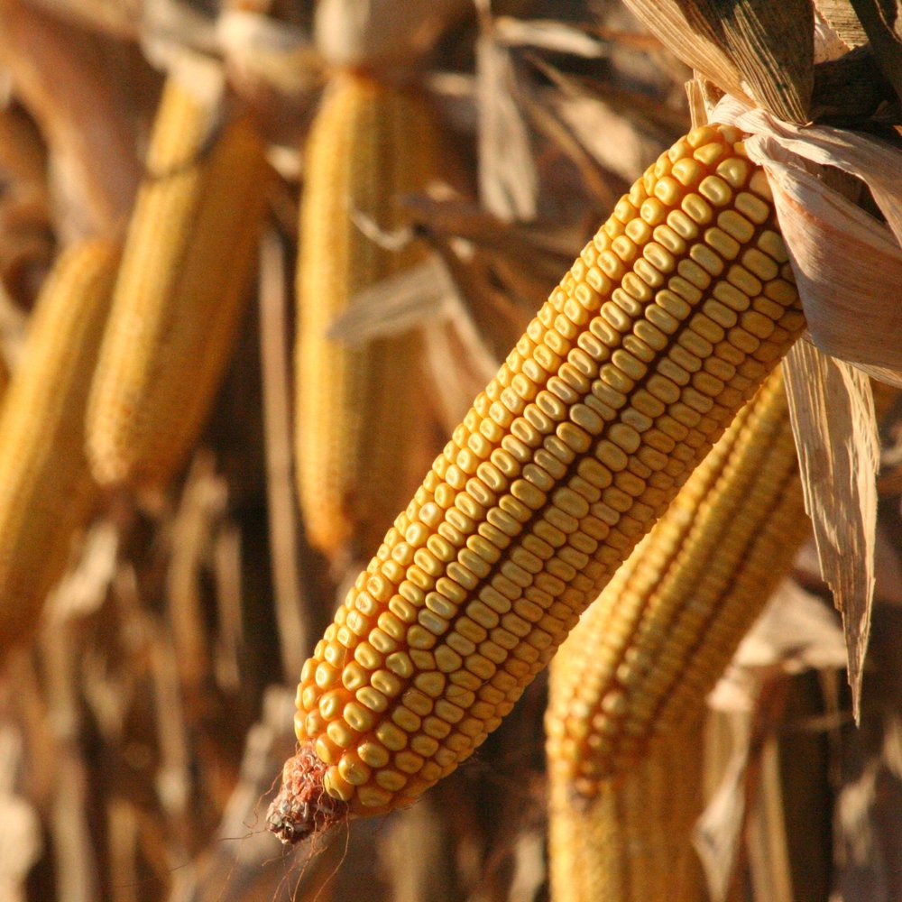 The Impact of Currency on Corn Markets